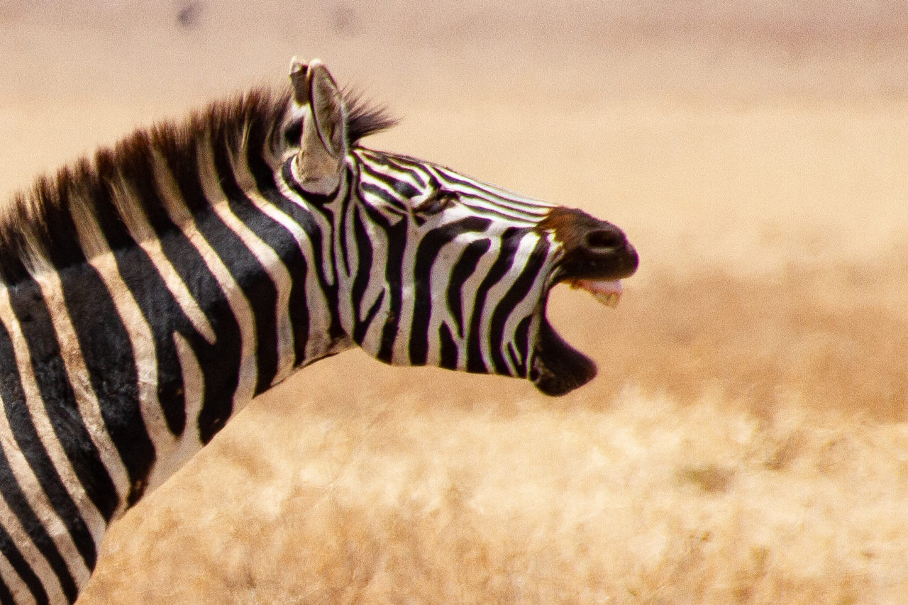 Discovery Tours | Operation Bootstrap Africa