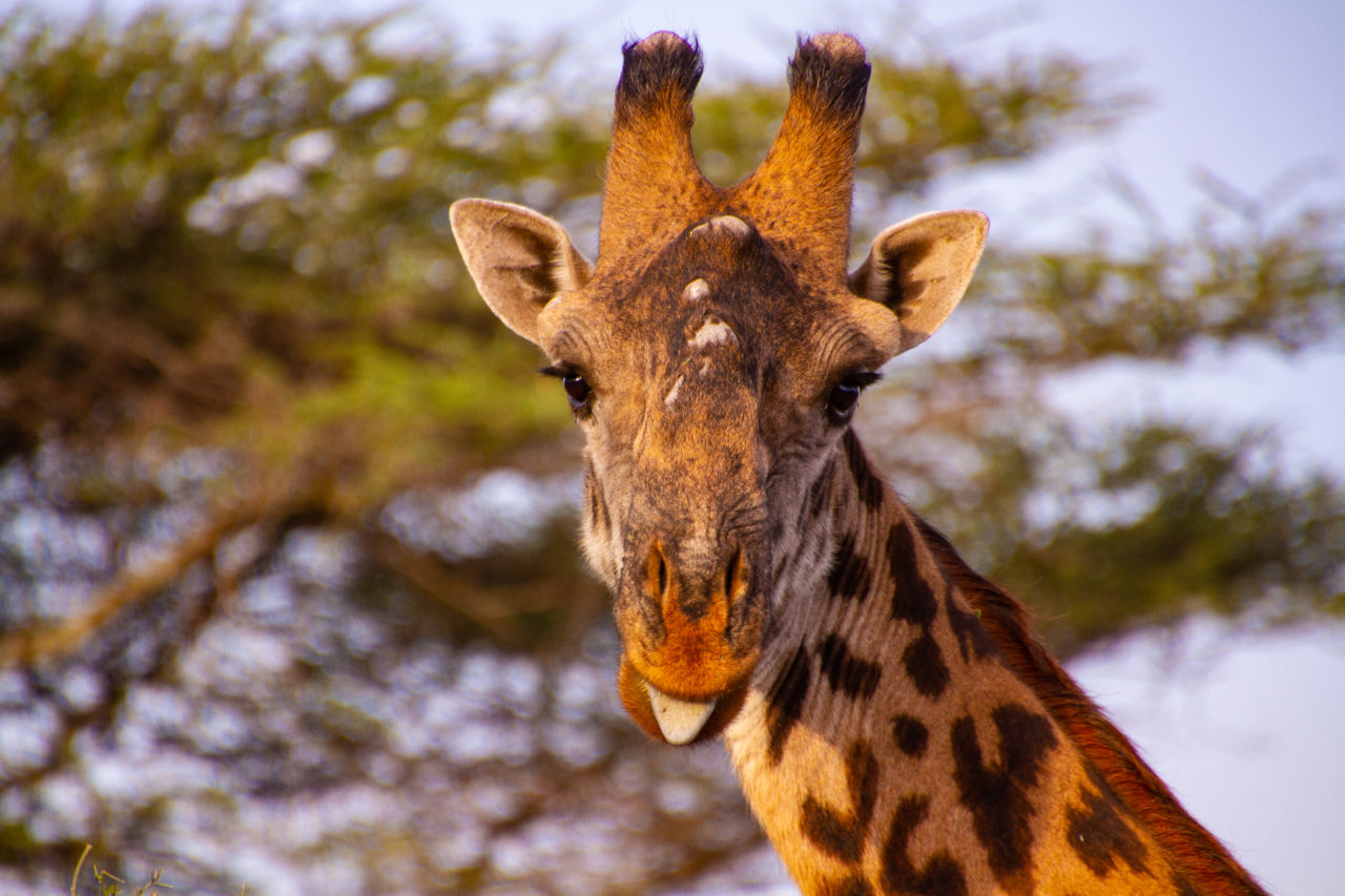 Discovery Tours | Operation Bootstrap Africa