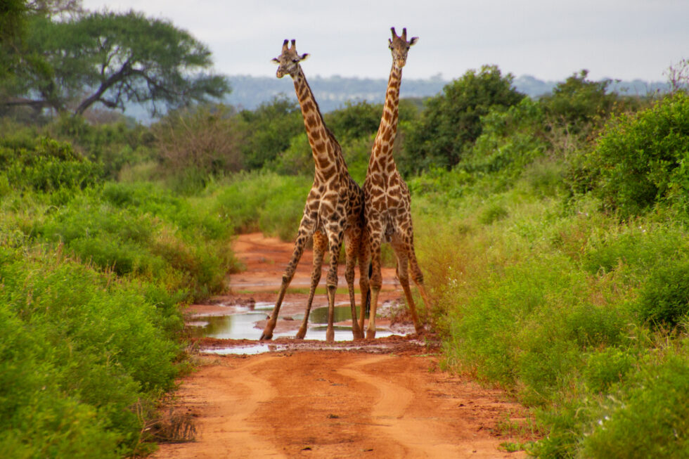 Discovery Tours | Operation Bootstrap Africa