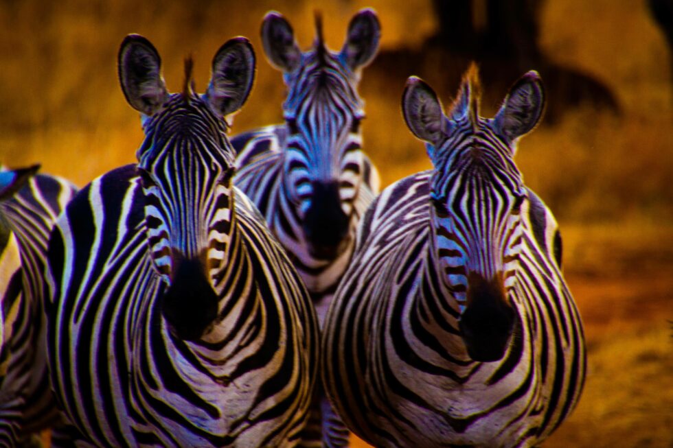 Discovery Tours | Operation Bootstrap Africa